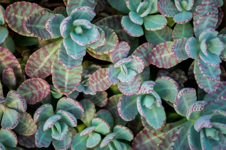 Kalanchoe Vermehren Blatt